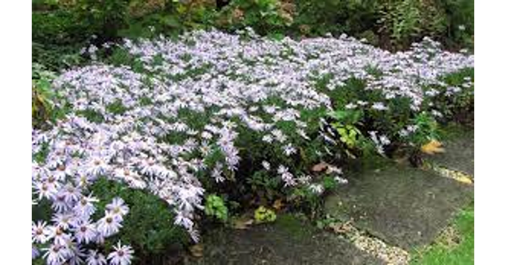 Aster dumosus ‘Kristina’ / Fehér virágú törpe őszirózsa | Art&Garden ...