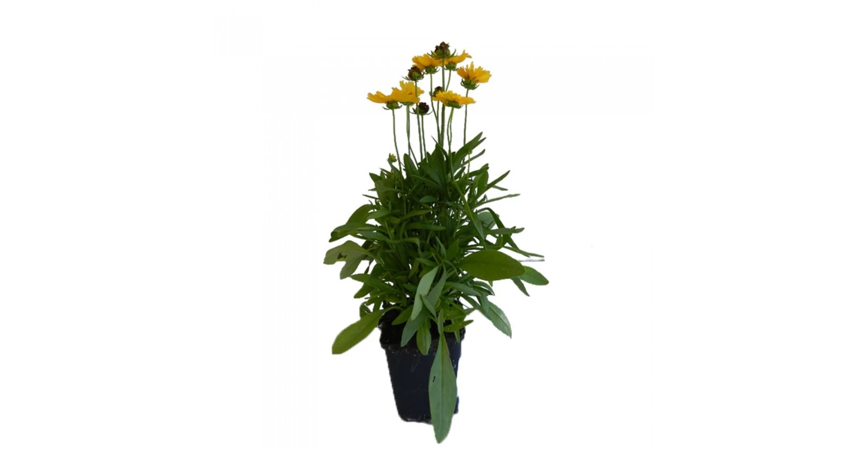 Coreopsis grandiflora 'Illico' / Nagyvirágú menyecskeszem | Art&Garden ...