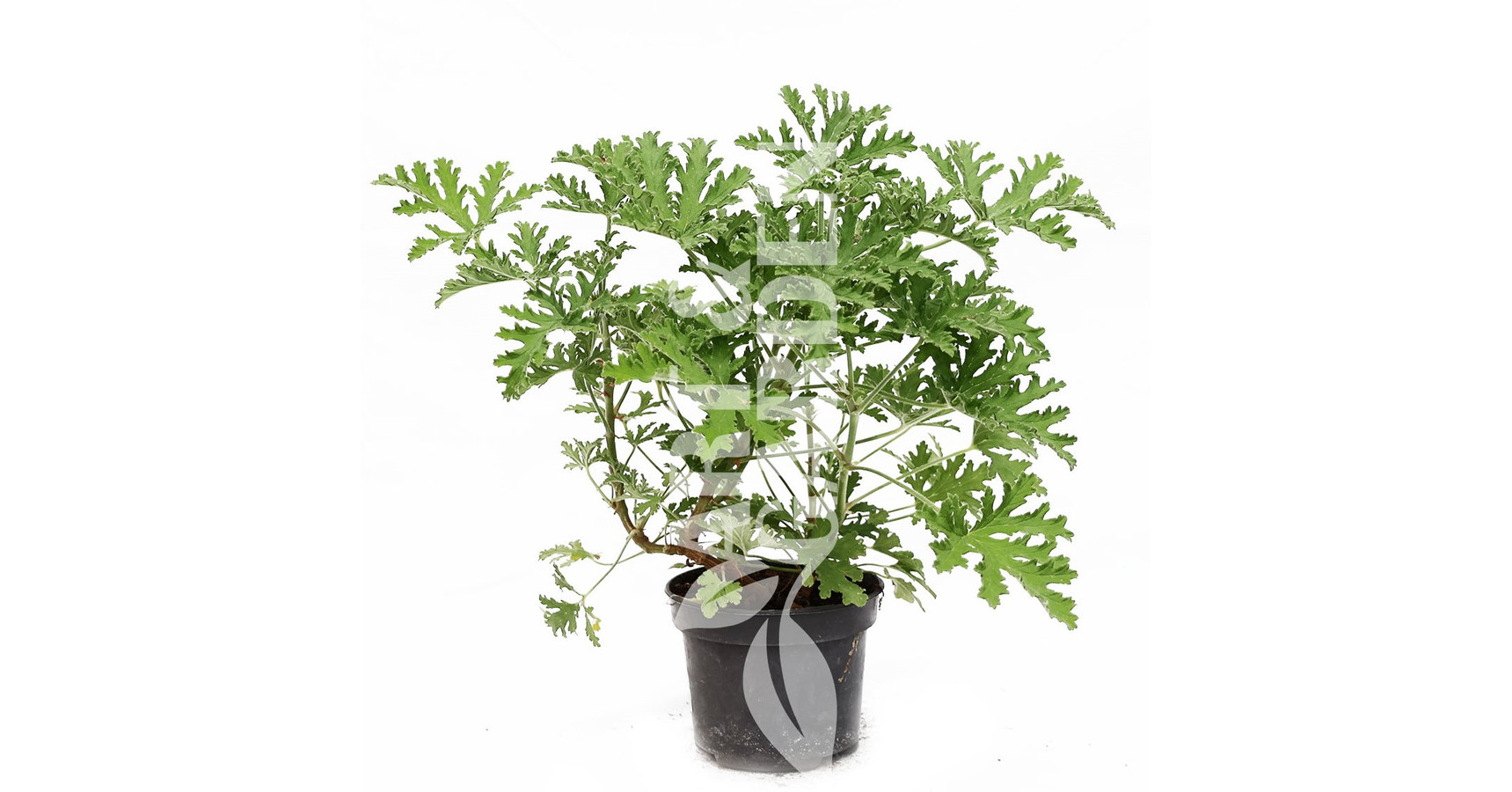 Pelargonium crispum / Citrom illatú muskátli | Art&Garden Kertészeti ...