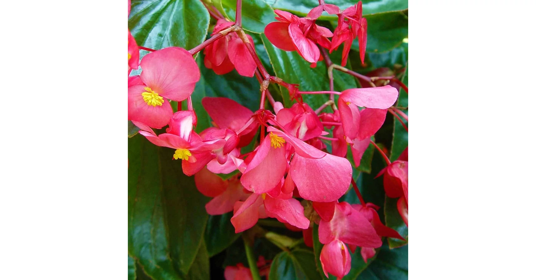 Begonia 'Dragon Wing' / Sárkány begónia | Art&Garden Kertészeti Áruda ...
