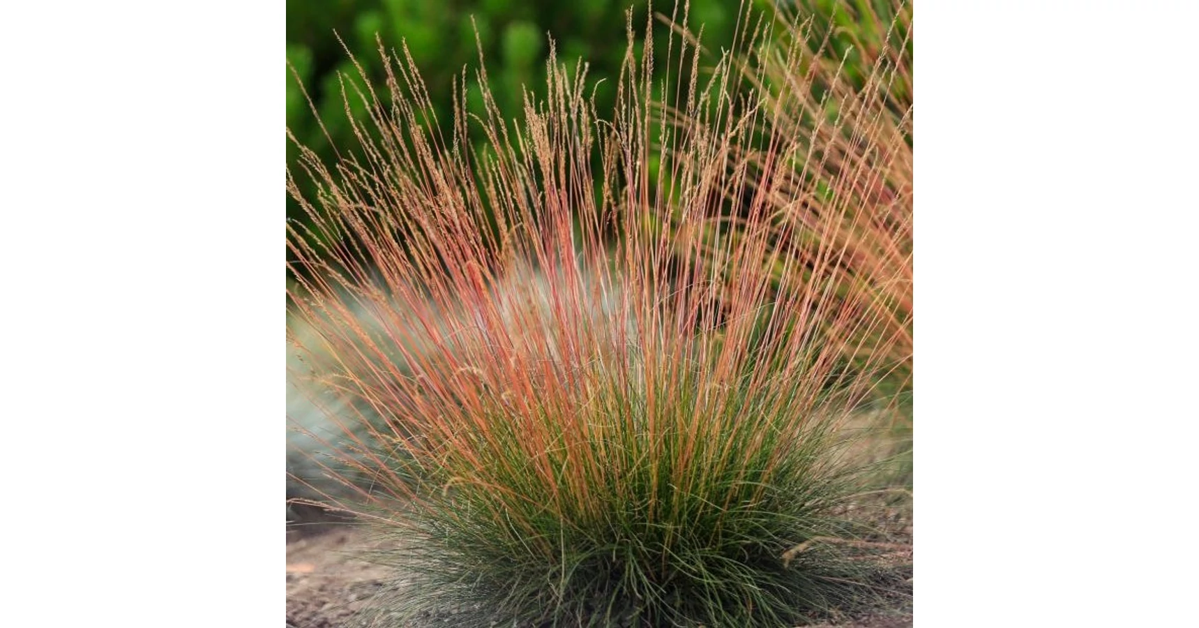 Festuca glauca 'Sunrise' / Csenkesz | Art&Garden Kertészeti Áruda ...