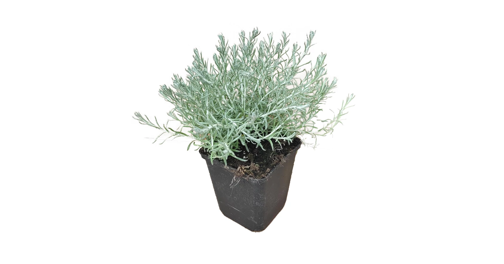 Helichrysum italicum 'Dwarf Curry' / Olasz szalmagyopár, törpe curryfű ...