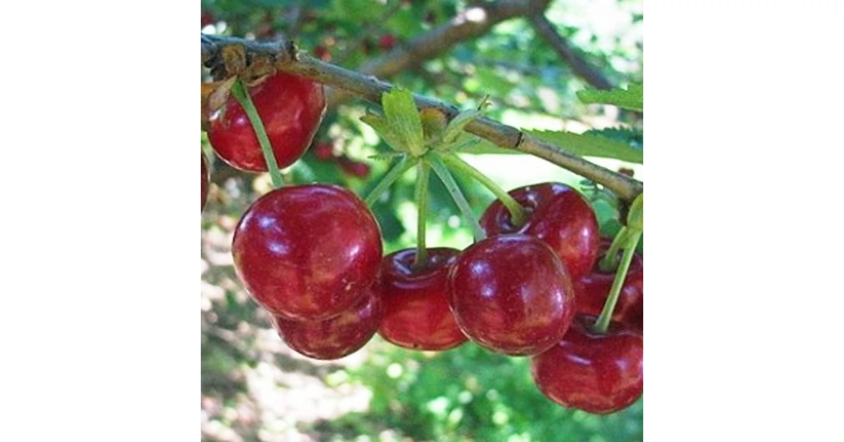 Prunus cerasus 'Piramis' / 'Piramis' meggyfa | Art&Garden Kertészeti ...