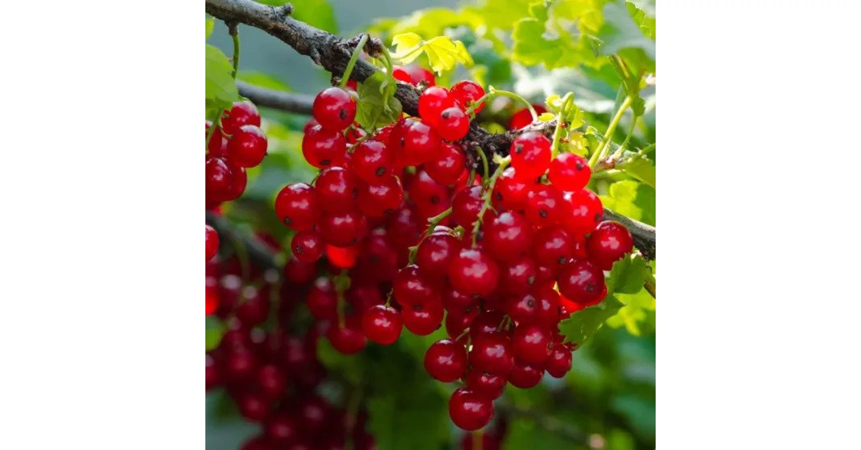 Ribes rubrum 'Jonkheer van Tets' / 'Jonkheer van Tets' piros ribizli ...