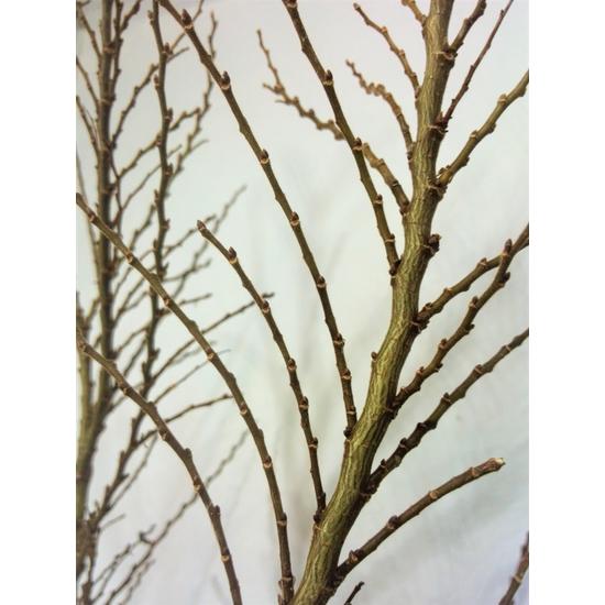 Ulmus elegantissima 'Jacqueline Hillier' / Törpe szilfa - Lombhullató fák