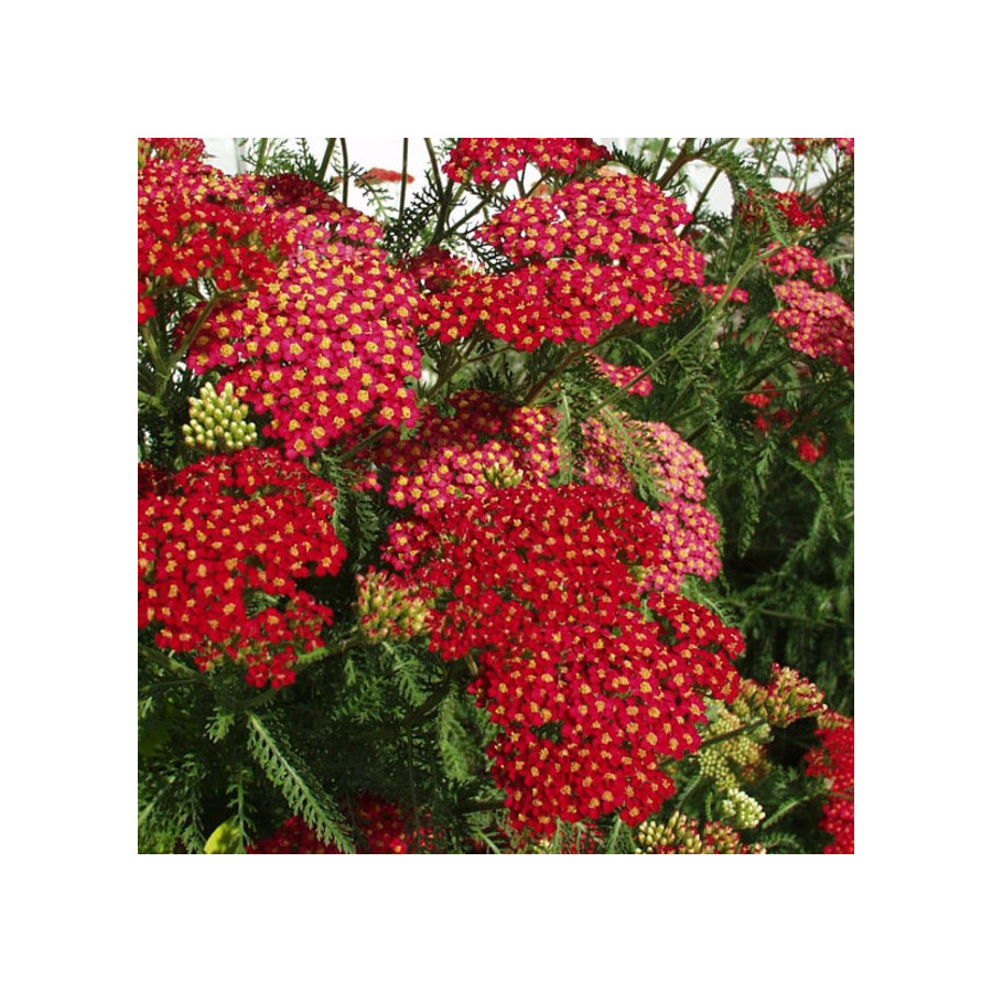Achillea millefolium 'Paprika' / Piros virágú közönséges cickafark ...