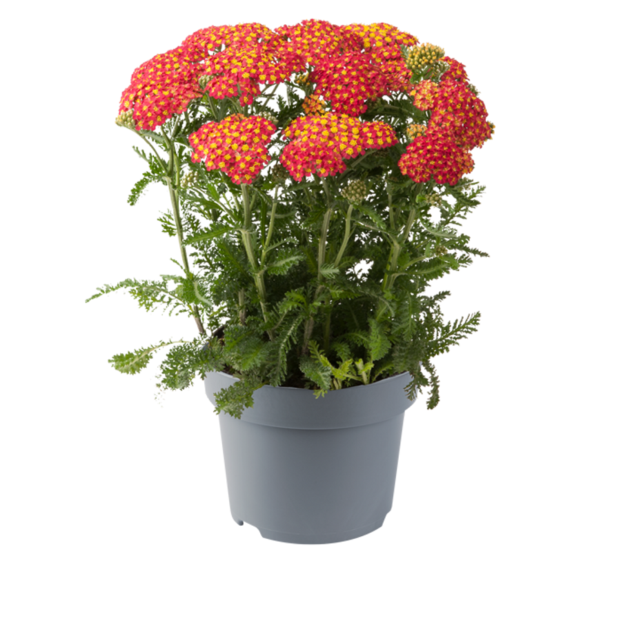 Achillea millefolium 'Paprika' / Piros virágú közönséges cickafark ...