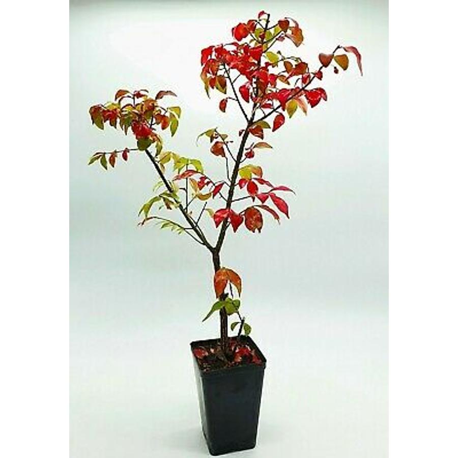 Euonymus alatus 'Compactus' / Szárnyas kecskerágó - Cserjék