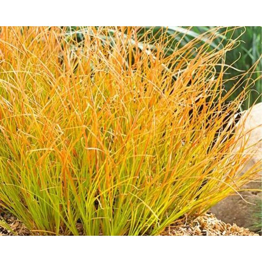 Carex testacea 'Prairie fire' / Bronzfű - Díszfű, nád, bambusz