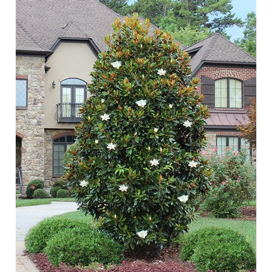 Magnolia grandiflora 'Little Gem' / Fehér virágú örökzöld magnólia ...